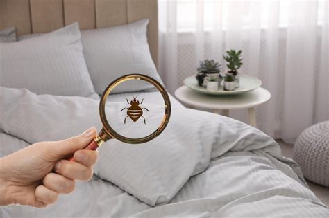 Premium Photo Woman With Magnifying Glass Detecting Bed Bug In Bedroom Closeup