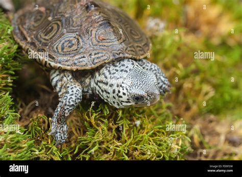 Northern Diamondback Terrapin