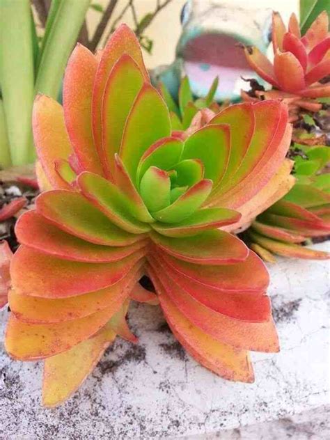 20 Astonishing Red Succulents That Stays Red Succulent Path