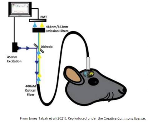Multi Wavelength Fiber Photometry System Medilumine