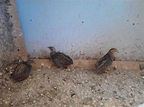 Prepelite Pitice Chinezesti Brasov • Olx Ro