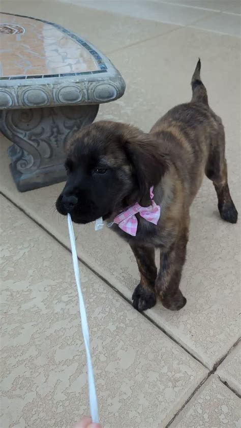 Monster Pup Ghidra Destroying These Strings Album On Imgur