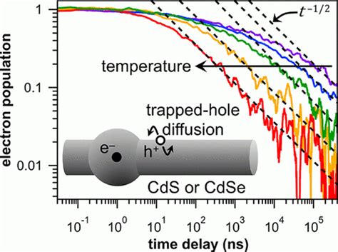 Temperature Dependent Transient Absorption Spectroscopy Elucidates Trapped Hole Dynamics In Cds