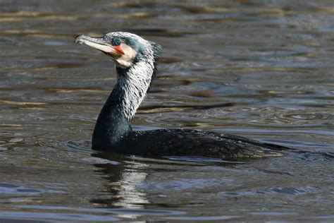 Details Great Cormorant Birdguides