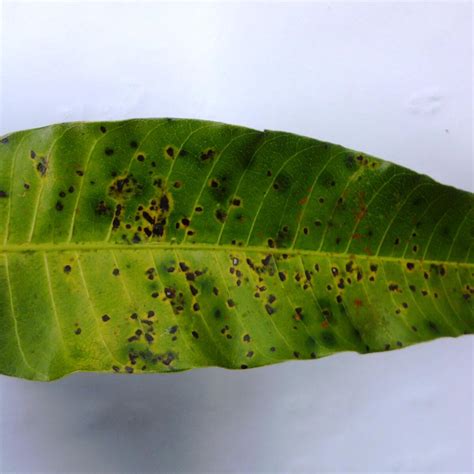 Mango Leaf Disease Dataset Kaggle