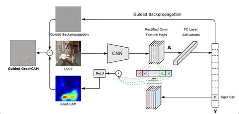 Mapping The Mysteries Of The Latent Space With Class Activation Maps Metaphysic Ai