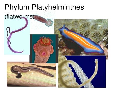 Platyhelminthes Phylum Platyhelminthes Flatworms Flatworm Phylum