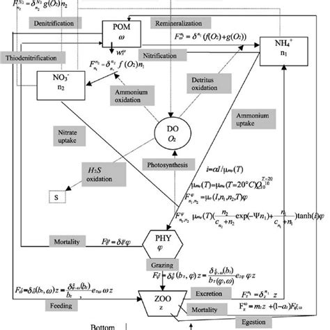 Schematic Representation Of The Ecosystem Model All The Interaction