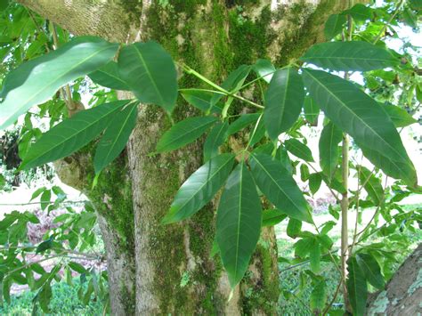 Molave Tree Leaves Molave Seedlings Molave Plants For Sale Molave