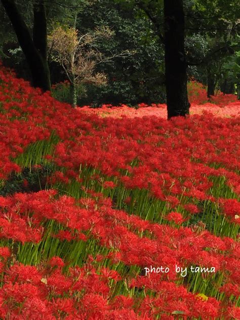 古墳群周辺に咲き誇る20万本の彼岸花 TRIPROUD 紅葉 風景 風景 彼岸花