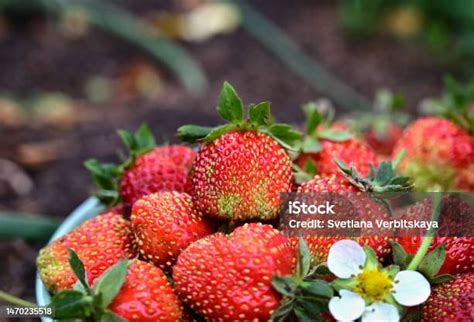 딸기 덤불 사이의 그릇에 신선한 집에서 재배한 딸기 잘 익은 붉은 열매는 집 정원에서 고른다 여름 과일 생생한 화려한 배경 0명에 대한 스톡 사진 및 기타 이미지 Istock