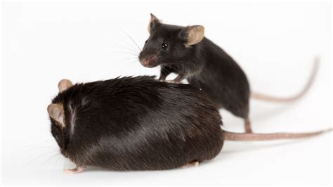 Obesity Shown To Affect Brain Aging In Mice Lifespan Research Institute