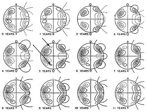 dynamo model fields in the sun for an 11 year cycle contours of