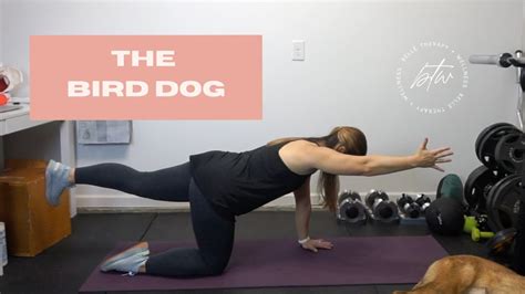 Bird Dog Exercise For Core Strengthening Back Strengthening Lumbar