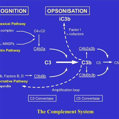 Complement Cascade Figure Supplied By Robert B Sim Oxford University Download Scientific