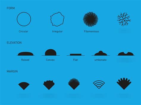 Colony Morphology 2 Diagram Quizlet