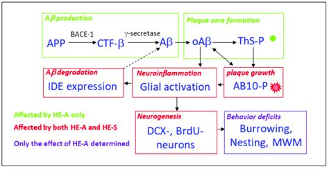 Schematic Diagram Of The Pathogenic Pathway Of Ad In App Ps1 Transgenic