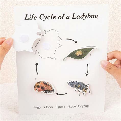 나무 계산 무당 벌레 퍼즐 숫자 몬테소리 숫자 장난감 유치원 학습 활동 유치원 매칭 학습 및 교육