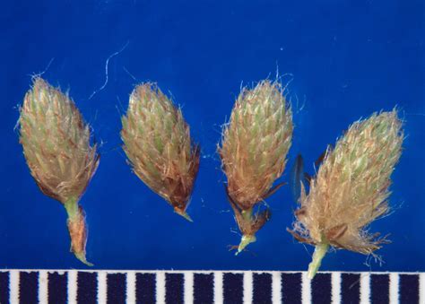 Scirpus Cyperinus Cyperaceae