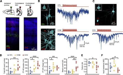 Regulation Of Recurrent Inhibition By Asynchronous Glutamate Release In Neocortex Neuron