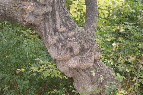Single Word Requests What Are These Kinds Of Lumps On A Tree Trunk