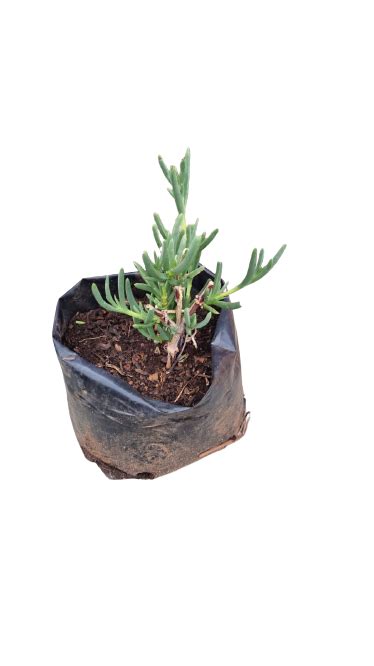 Vygies 3l Various Colors Gardenvale