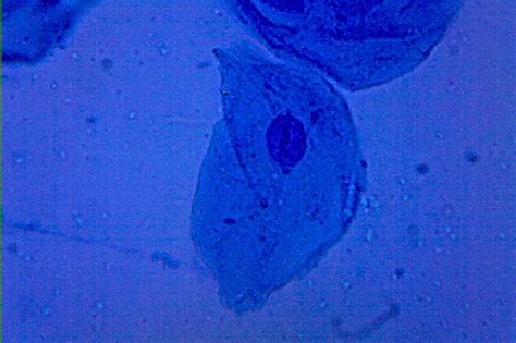 Cheek Cell Methylene Blue