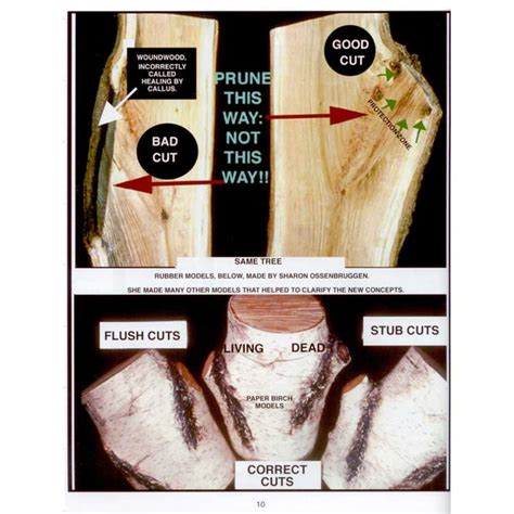 Tree Pruning Basics Forestry Tools