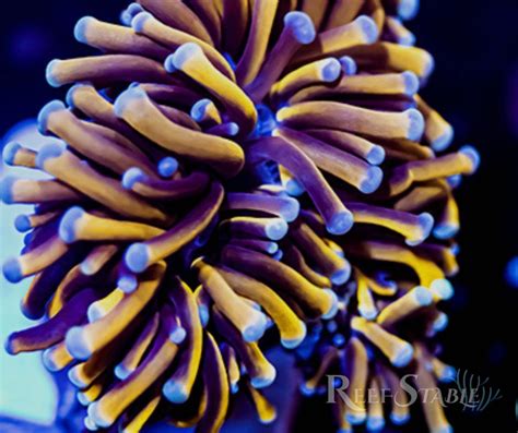Torch Coral Id