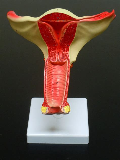楽天市場送料無料人体模型 女性生殖器 子宮 膣 卵巣模型MFC SHOP