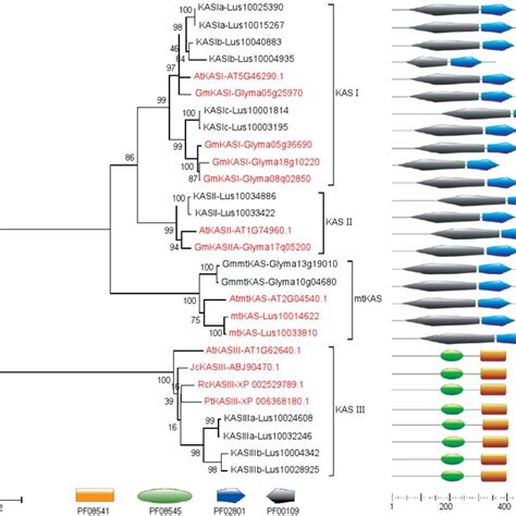 Differential Expression Of The Kas Sad Fad2 And Fad3 Gene Families