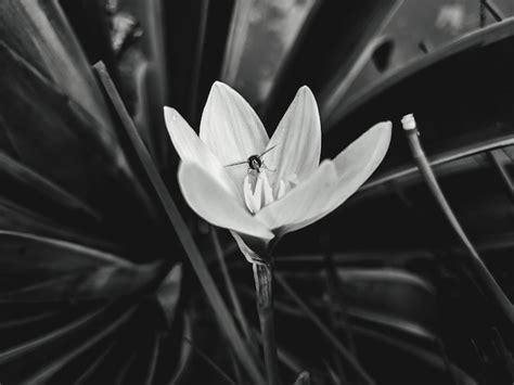 Premium Photo Symbiotic Relationship