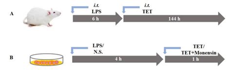 The Schematic Diagram Of The Lps Induced Ali Mice Model For Pk And