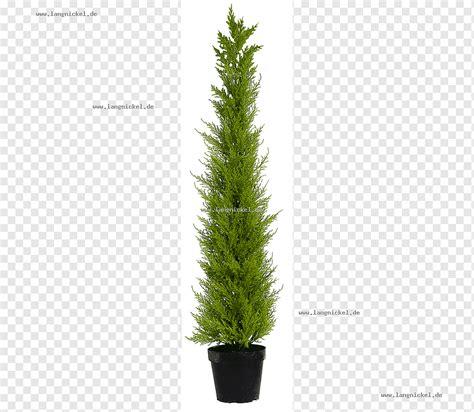Spruce English Yew Fir Pine Larch Cosmetic Shop Grass Spruce Cypress Family Png PNGWing