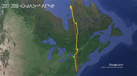 Spring And Fall Migrations Of A Short Necked Canada Goose Cree Youtube
