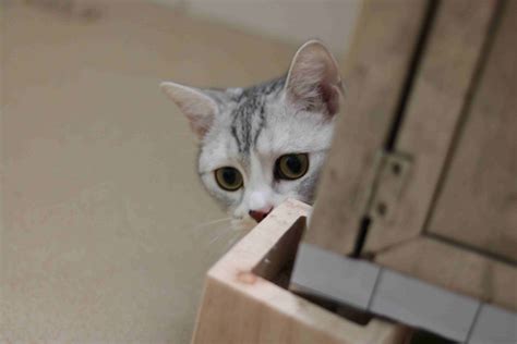 Reactvue 健壮警告提示组件设计指南 Bytezonex社区