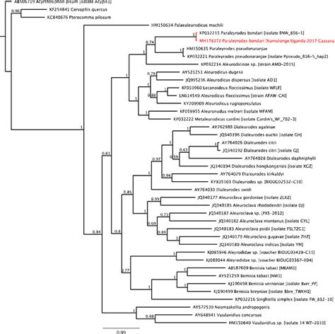 Bayesian Consensus Phylogeny Based On Partial Mitochondrial Cytochrome