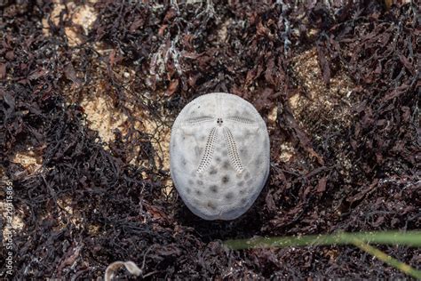 Calcium Shell Model