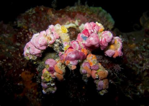 A Decorator Crabs View On Creativity — The Milton Tan Foundation