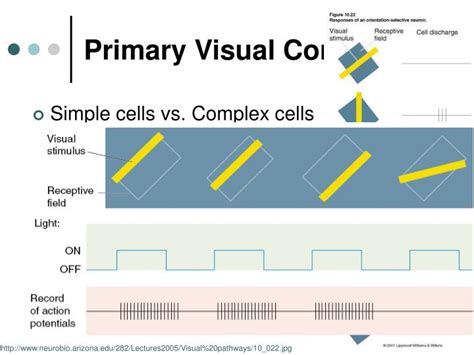 Ppt Visual Processing Powerpoint Presentation Id795524