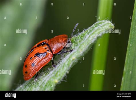 Fleabane Tortoise Beetle Cassida Murraea On Fleabane Plant Stock