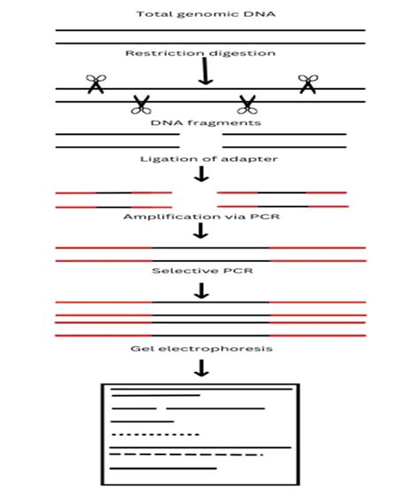 RFLP RAPD And AFLP Techniques Biologywala Com By Sachin S Biology