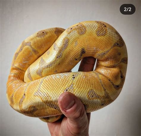 Is Woma Present In My Royal Python Ball Pythons Morphmarket