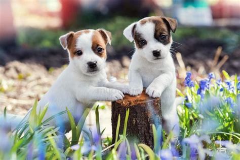 Hunting Dog Jack Russell Jrt Puppy Pet Yu02109 Pets For Sale In