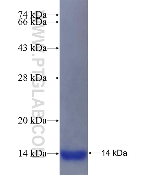 Runx3 Fusion Protein Ag30002 Proteintech 武汉三鹰生物技术有限公司