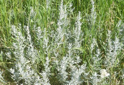 10 Wild Edible And Medicinal Plants In Alberta And Bc