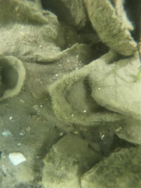 Oysters Object Detection Dataset By Oysters