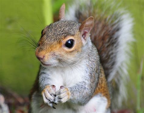 Squirrel Squirrel Pictures Squirrel Cute Squirrel