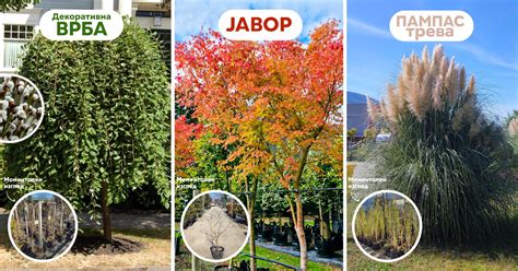 Oдиме во ФОЈА по волшебни и раскошни растенија и дрвца на 50 попуст Radar Mk