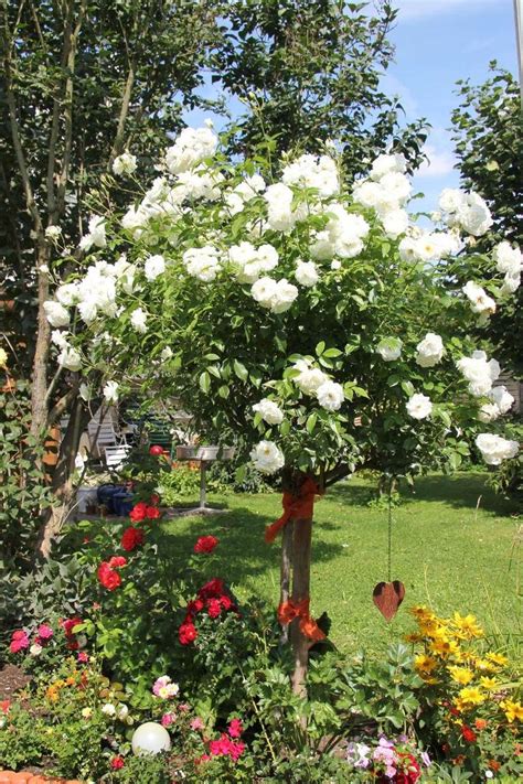 Schneewittchen ® Kaufen Strauchrose Hochstammrosen Pflanzen